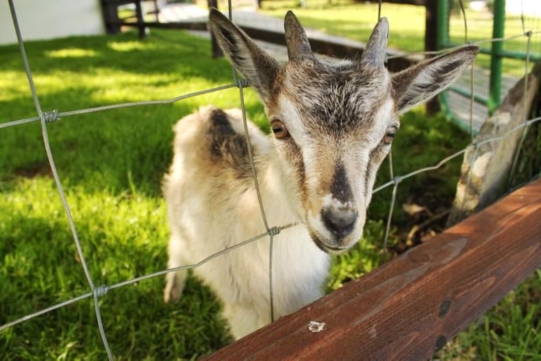 Moher Hill Pet Farm | Attractions | Hotel Woodstock