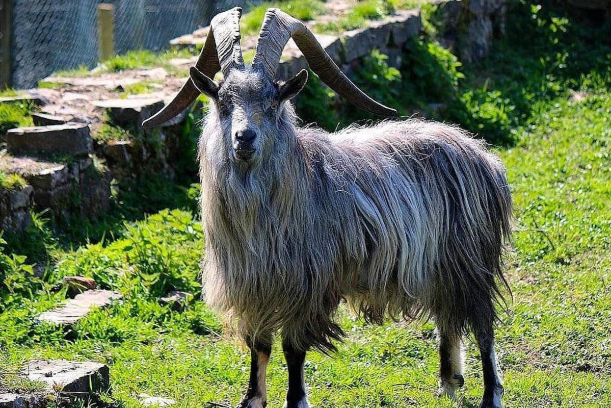 St. Tola’s Goats Cheese | Hotel Woodstock